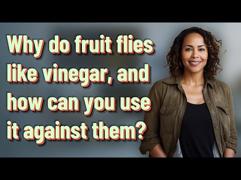 Why Do Insects Like Vinegar