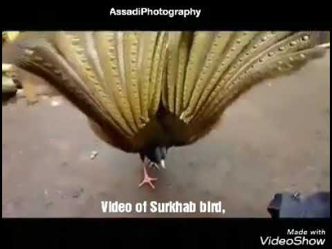 Surkhab- Beautiful Bird - YouTube