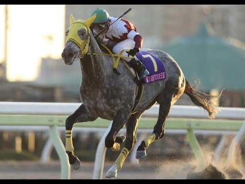 ホワイトフーガ 2016年 1月13日 TCK女王盃競走 JPn3 競走馬 JRA 芦毛 大野拓弥騎手 クロフネ産駒 - YouTube