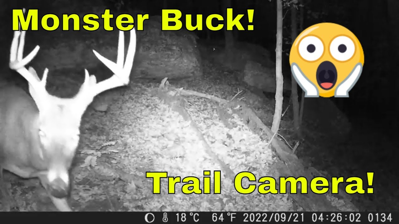 Monster Buck Walks in Front of Trail Camera! Missouri Trail Camera ...