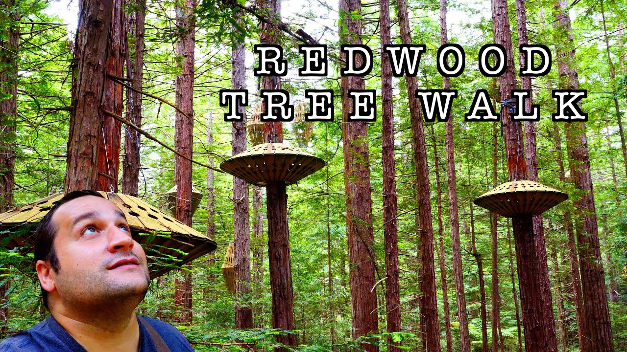 Redwood Tree Walk | Un Paseo entre Sequoias en Nueva Zelanda - YouTube