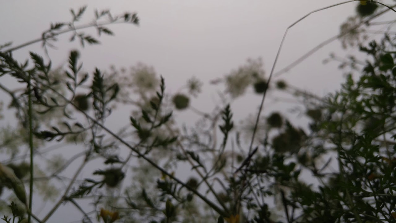 Meadow Sounds - YouTube