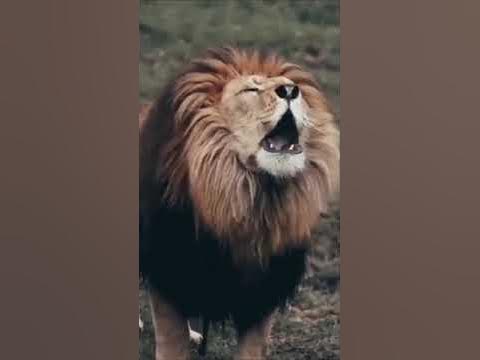 اسمع.صوت.زئير.الاسد.واكتشف.قوته - YouTube