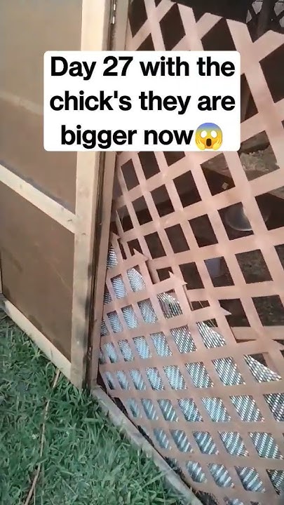Day 27 with the chick's they are bigger now😱 #chicks #chicken #birds # ...