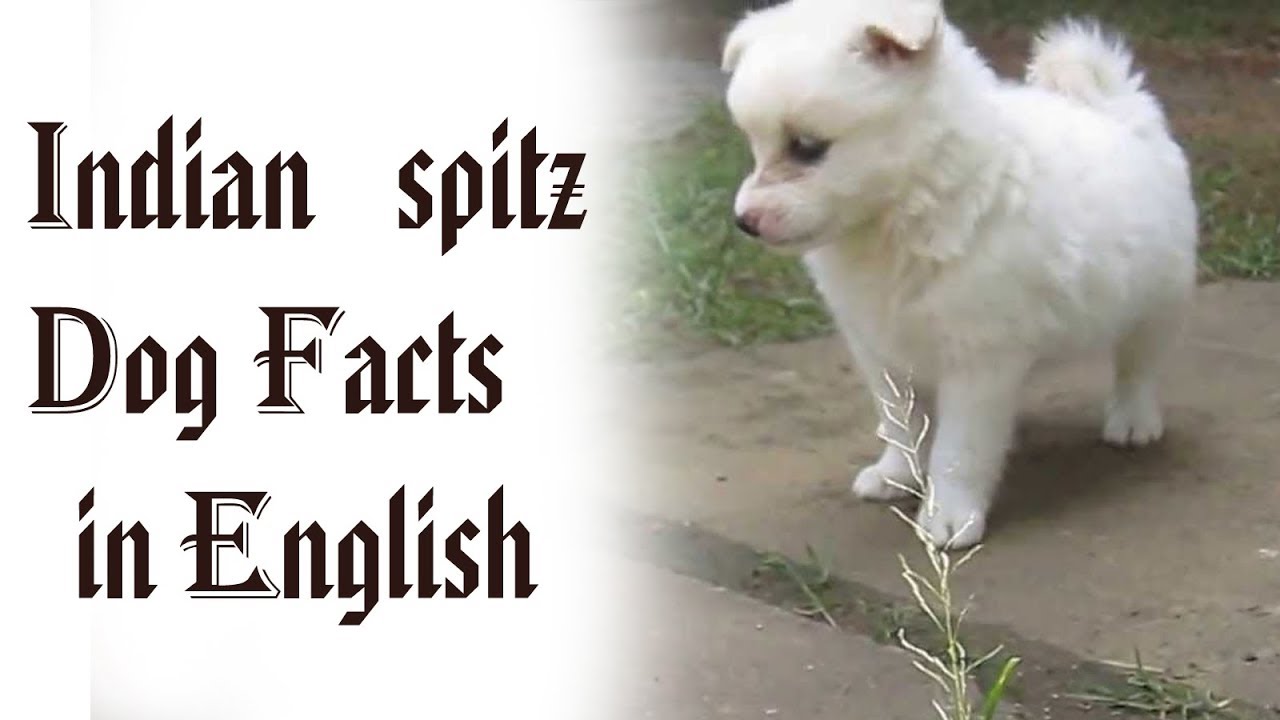 Indian Spitz Dog Facts in English | Indian Dog Breed | Best Dog ...