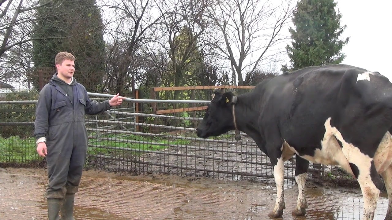 A farmer case study on the benefits of monitoring dairy cow rumination ...
