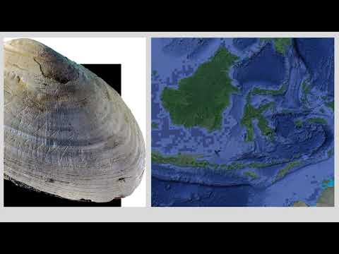 Trinil Shell: Java Man/Home Erectus - YouTube