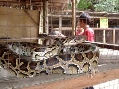 Une attaque de Python Molure - YouTube