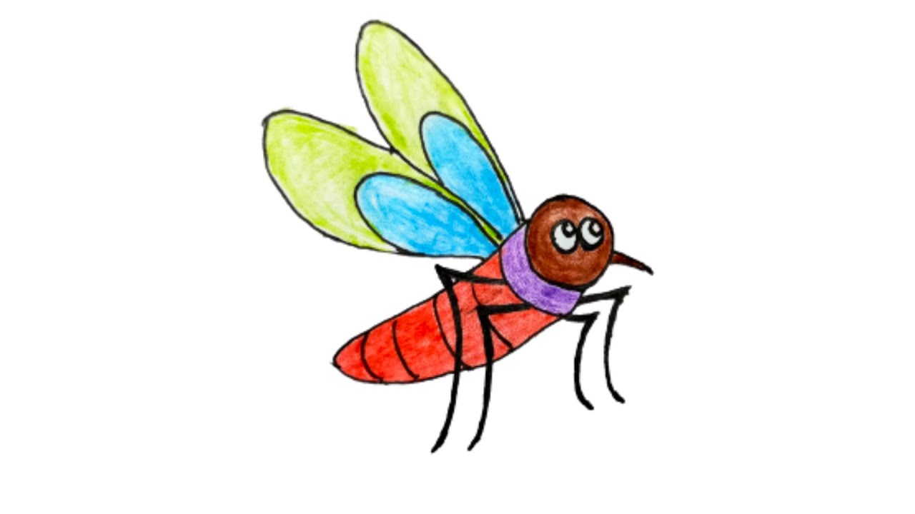 How to draw Mosquito step by step | Mosquito life cycle | - YouTube