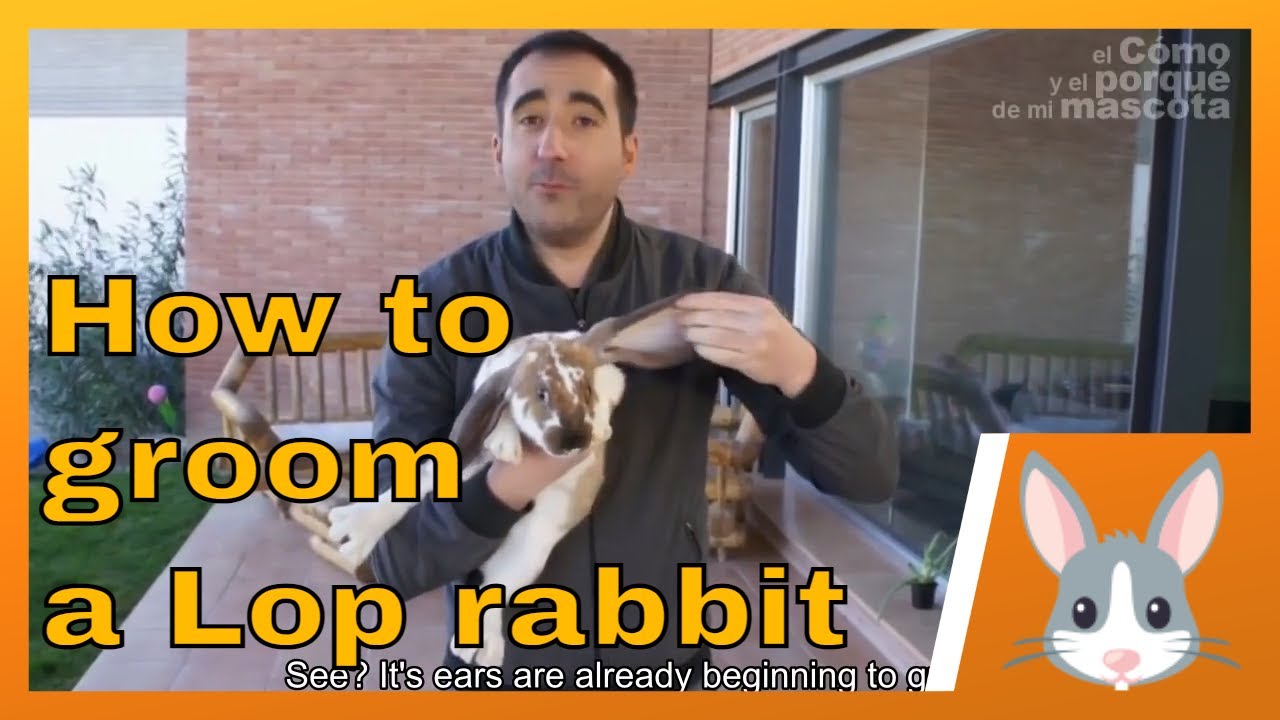 🐰 RABBITS: How to groom a lop rabbit. Special ear care - YouTube