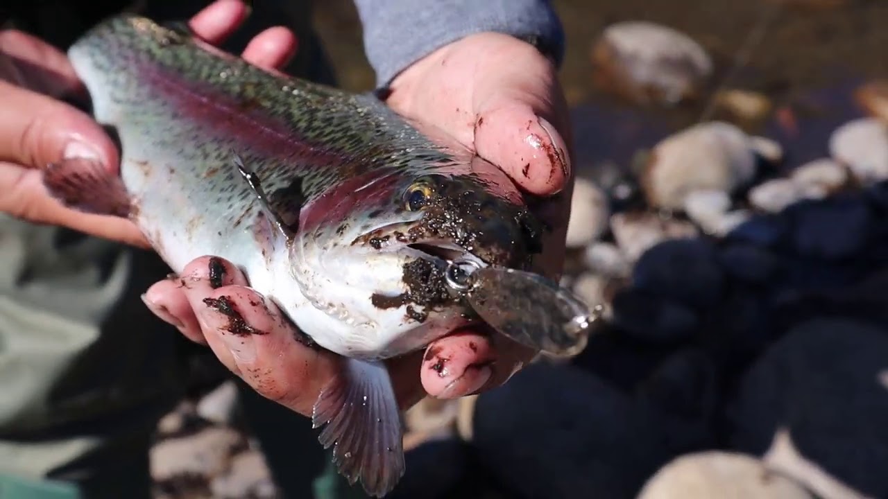 NONSTOP TROUT BITE!! at LOWER KINGS RIVER [CATCH and COOK!!] - YouTube