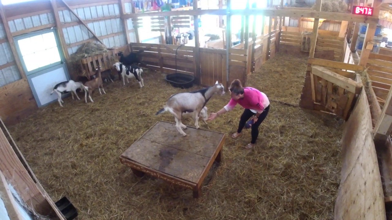 Pi Pi learns to shake - Goat Tricks 🐐😁 - YouTube