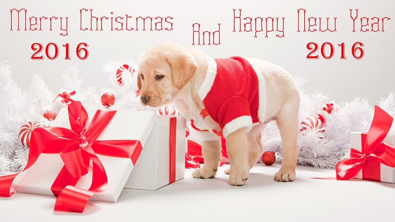 LABRADORS ARE AWESOME - Merry Christmas Labrador lovers - YouTube
