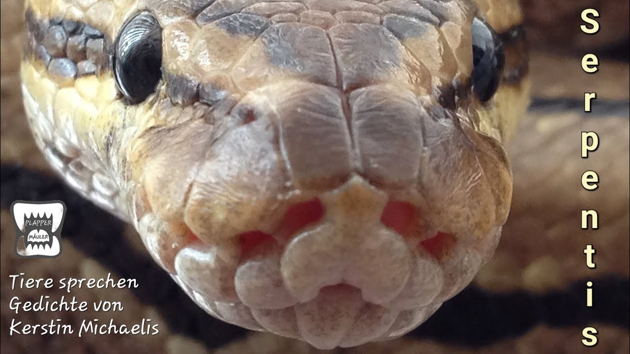 Königspython spricht Gedicht 'Serpentis' - YouTube