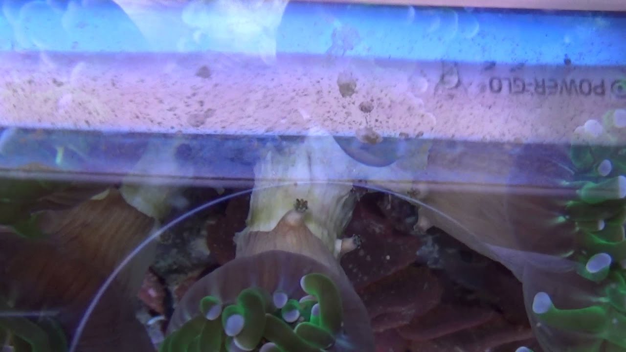 Frogspawn Coral Babies!!! - YouTube