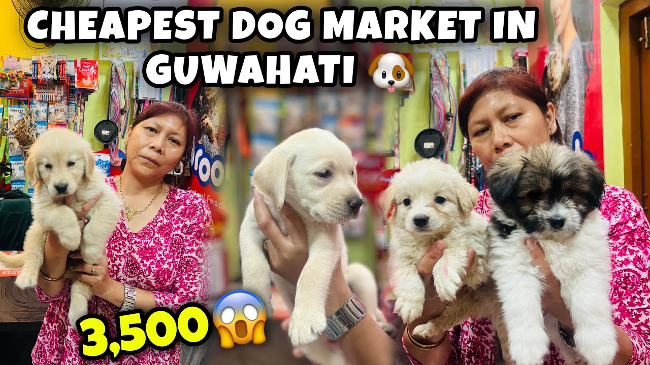 Cheapest Dog Market in Guwahati | Starting Price 3500 - YouTube