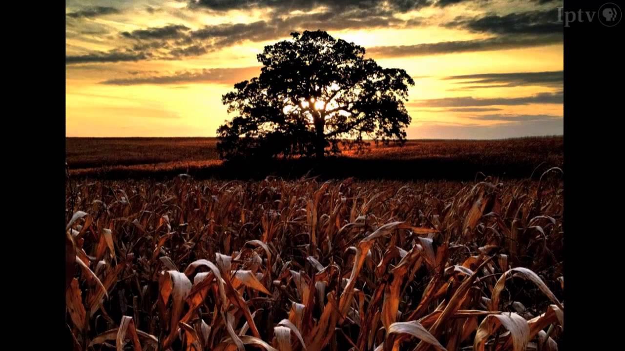 Mark Hirsch and THAT TREE - YouTube