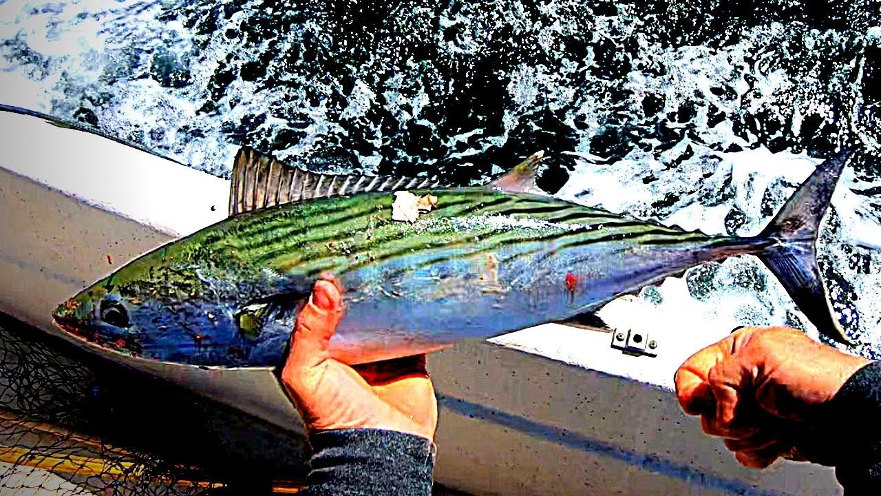 Oak Island, Nc Atlantic Bonito And Spanish Mackerel Fishing/Trolling ...