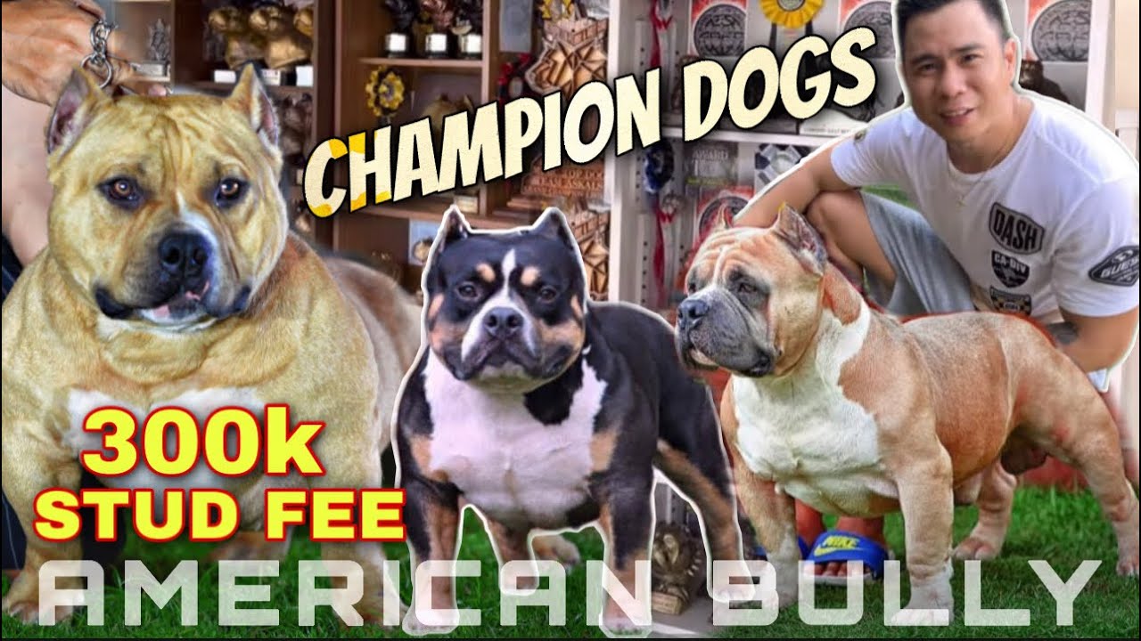PINAKA-MAKAKAPAL NA AMERICAN BULLY NA NAKITA KO! Team Azkals • Sam ...