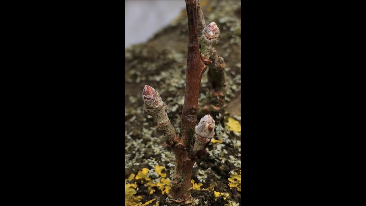 White Poplar (Populus alba) - buds close up - January 2018 - YouTube