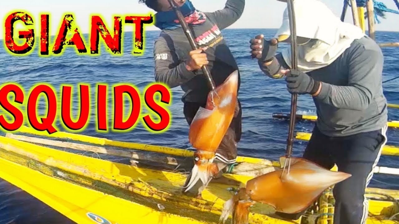 When Giant Squids are Biting! Catching Giant Squids | HANDLING FISHING ...