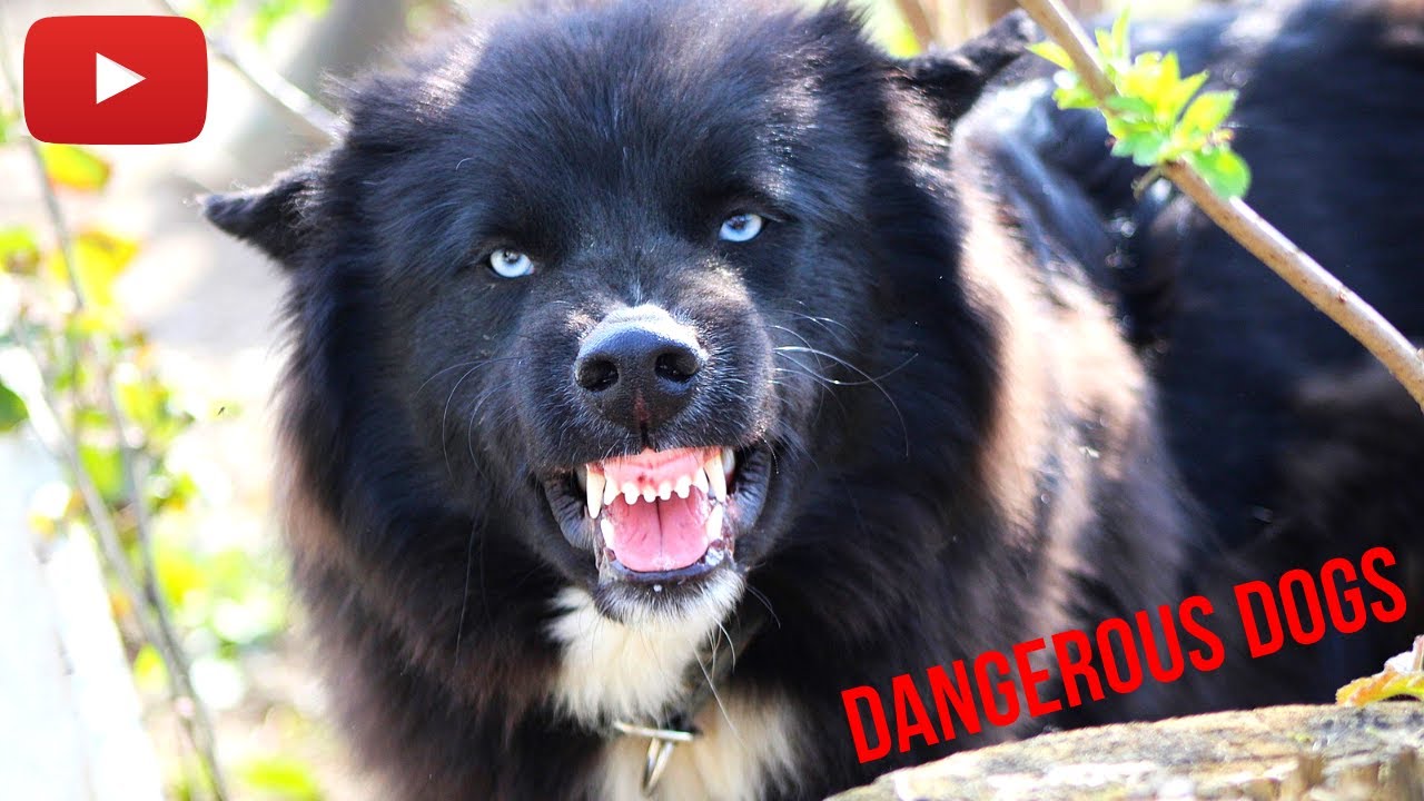 Most Strongest And Fearless Dog Breeds | Angry Dogs Barking Sound ...