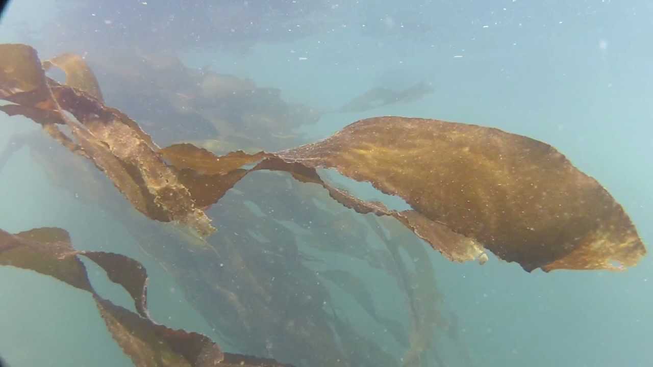 Kelp Perch in Seattle - YouTube