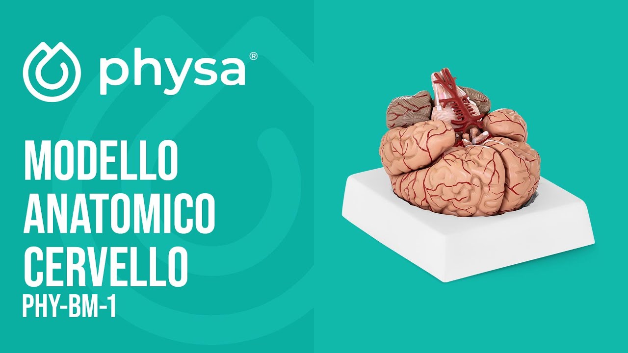 Modello anatomico cervello Physa PHY-BM-1 | Presentazione del prodotto ...