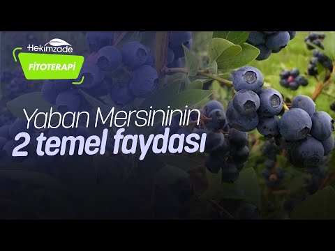 🫐Yaban Mersini'nin iki temel faydası