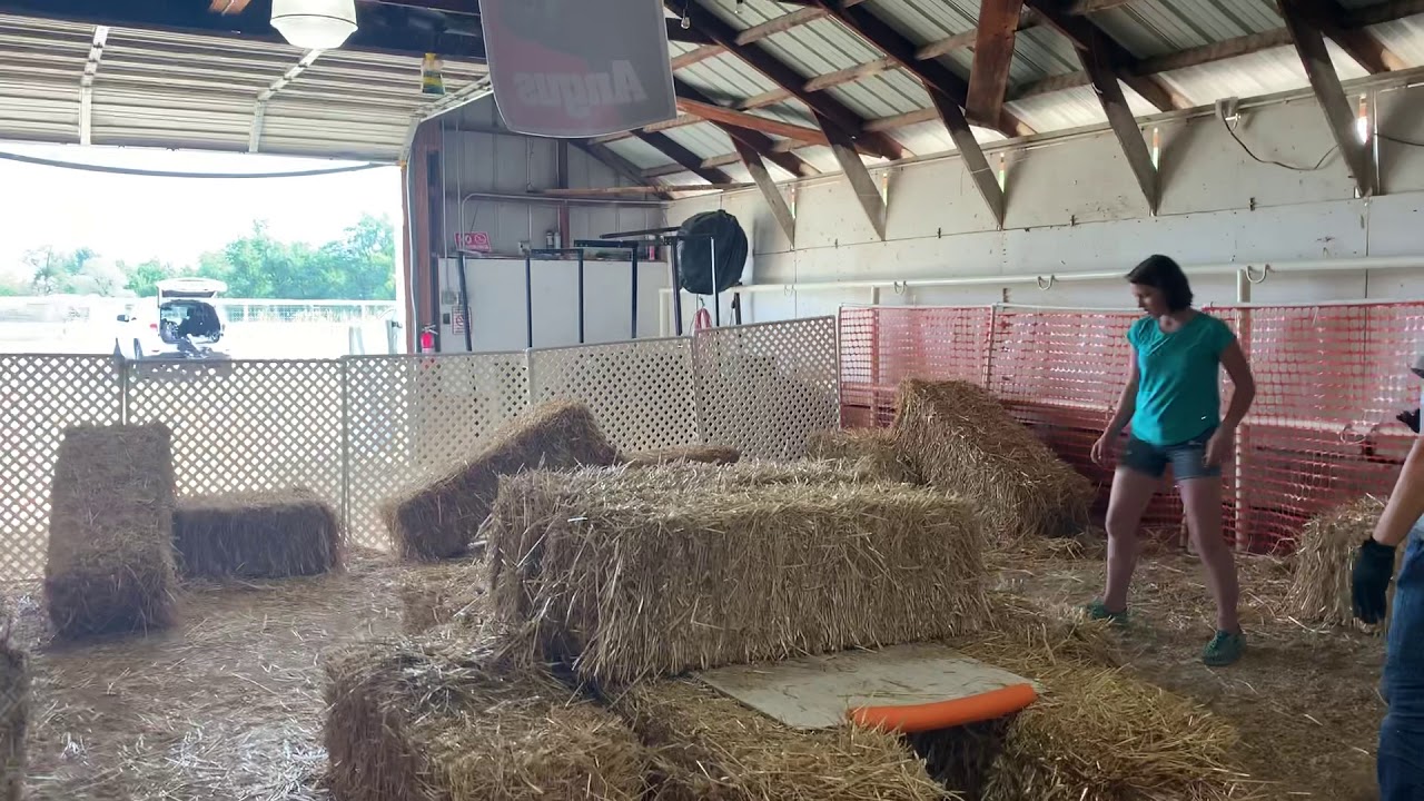 German Shepherd Barn Hunt practice - YouTube