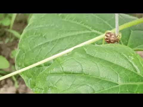 Препарати и химични елементи за агрозащита, използвани от мен./ Как ...
