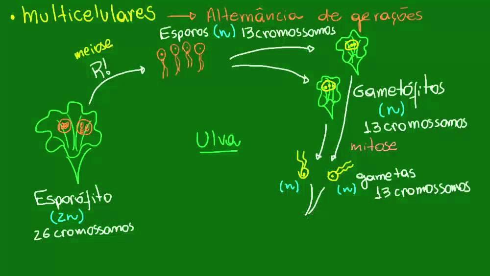 Formação do zigoto das algas multicelulares - Diversidade dos Seres ...
