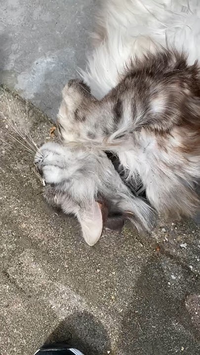 Eevee meowing #mainecoon #eevee #meow #cat #floof #cute #adorable #beautiful - YouTube