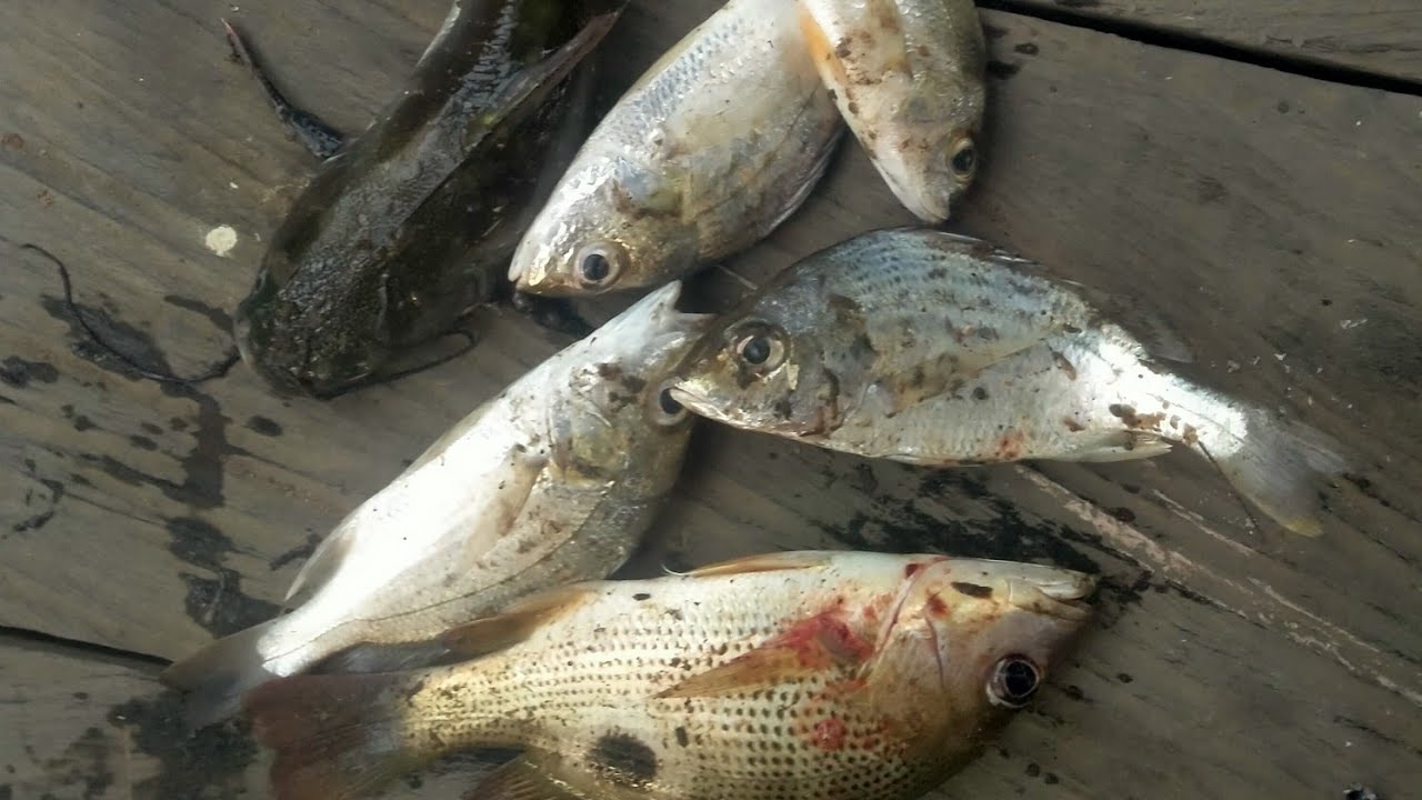 Mancing Pinggir sungai dekat muara laut - YouTube