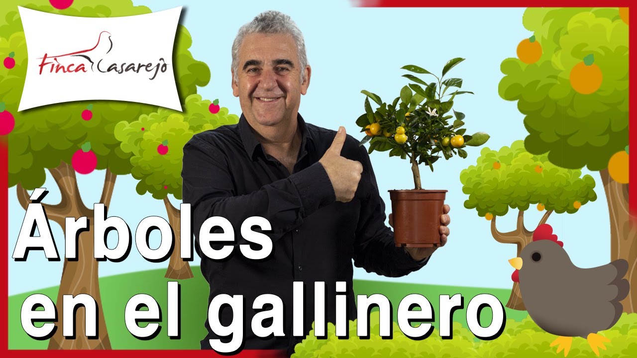 Plantas Para Gallineros