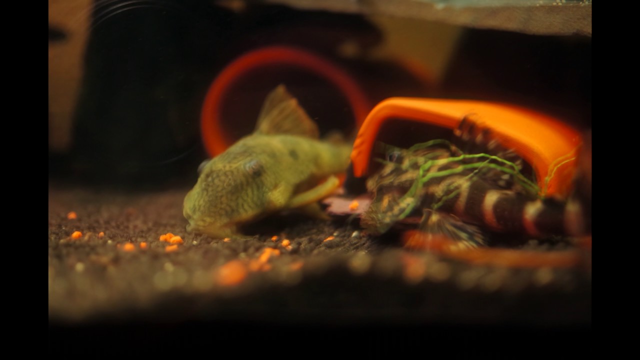 РЕДКИЕ ДЕКОРАТИВНЫЕ СОМЫ rare decorative catfish in the home aquarium ...