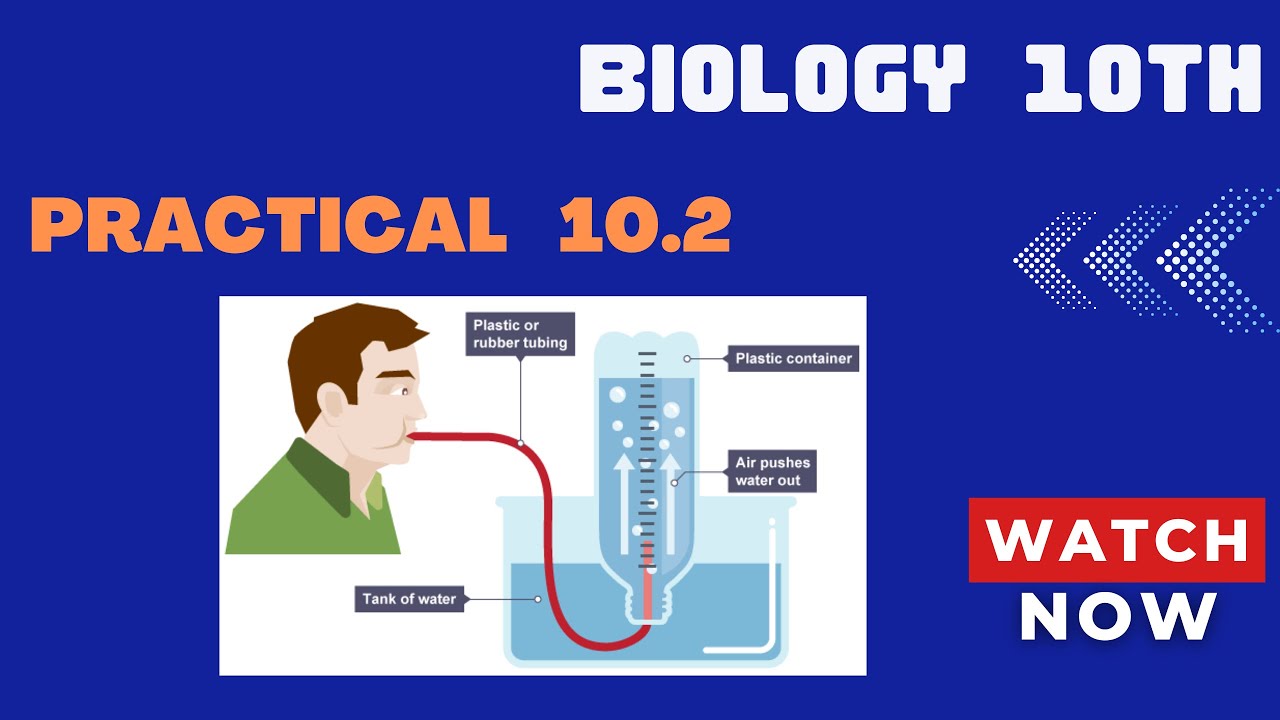 Biology 10th Practical 10.2 Experiment to find out how much air a ...