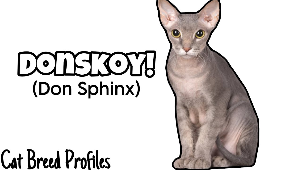 Donskoy! (Don Sphynx) -Cat Breed Profiles- - YouTube