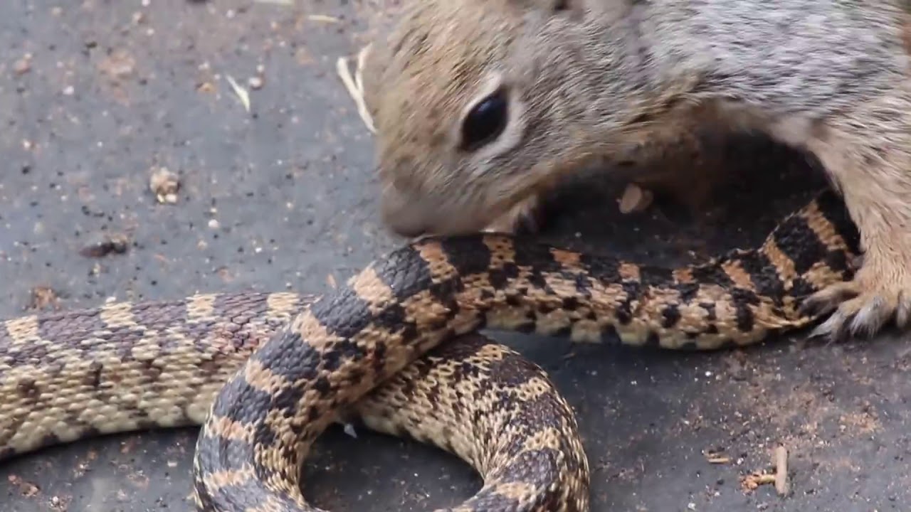 Squirrel vs Snake Grand Canyon - YouTube