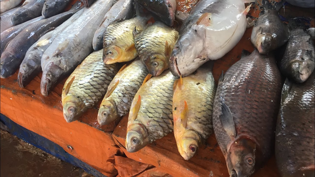 Fish in market - Thai street food, village market in Thailand - YouTube