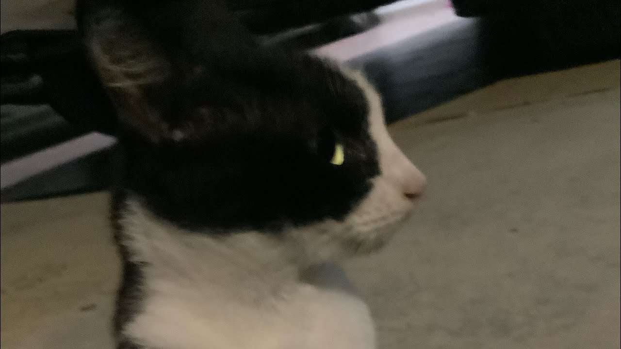 I found a real life maxwell cat - YouTube