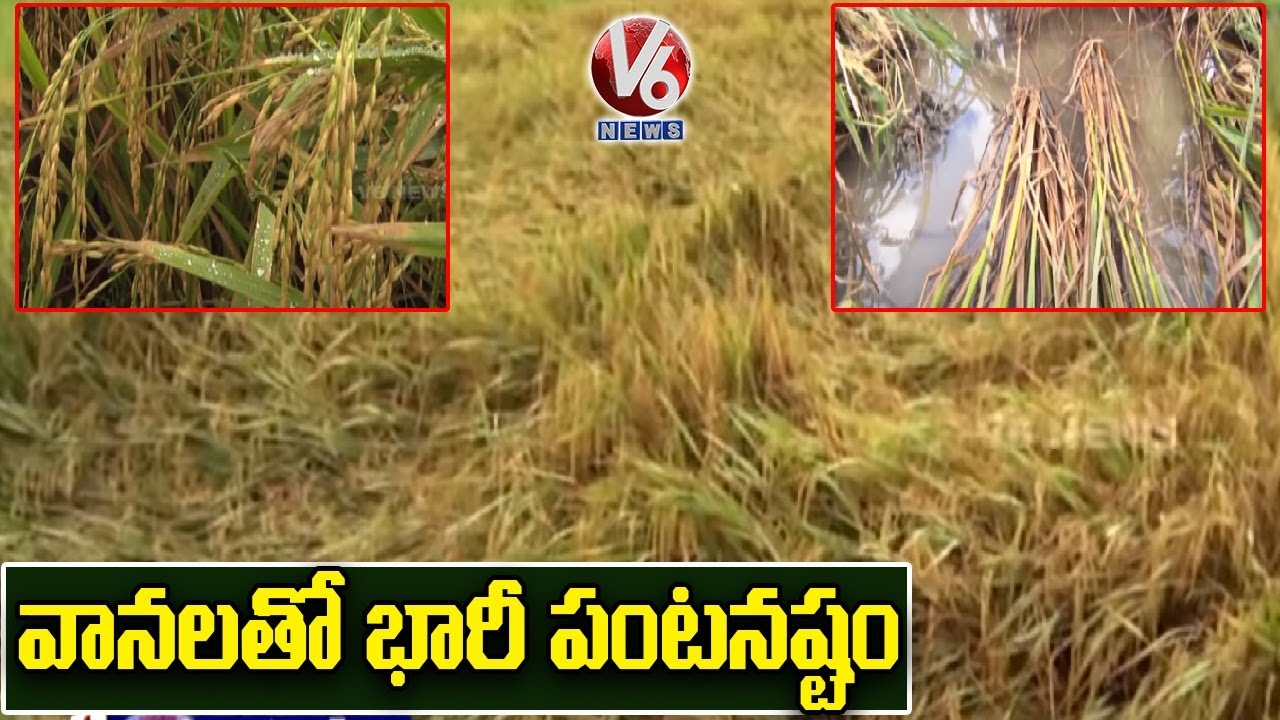 Heavy rains damage paddy, maize crops in Nizamabad | V6 News - YouTube