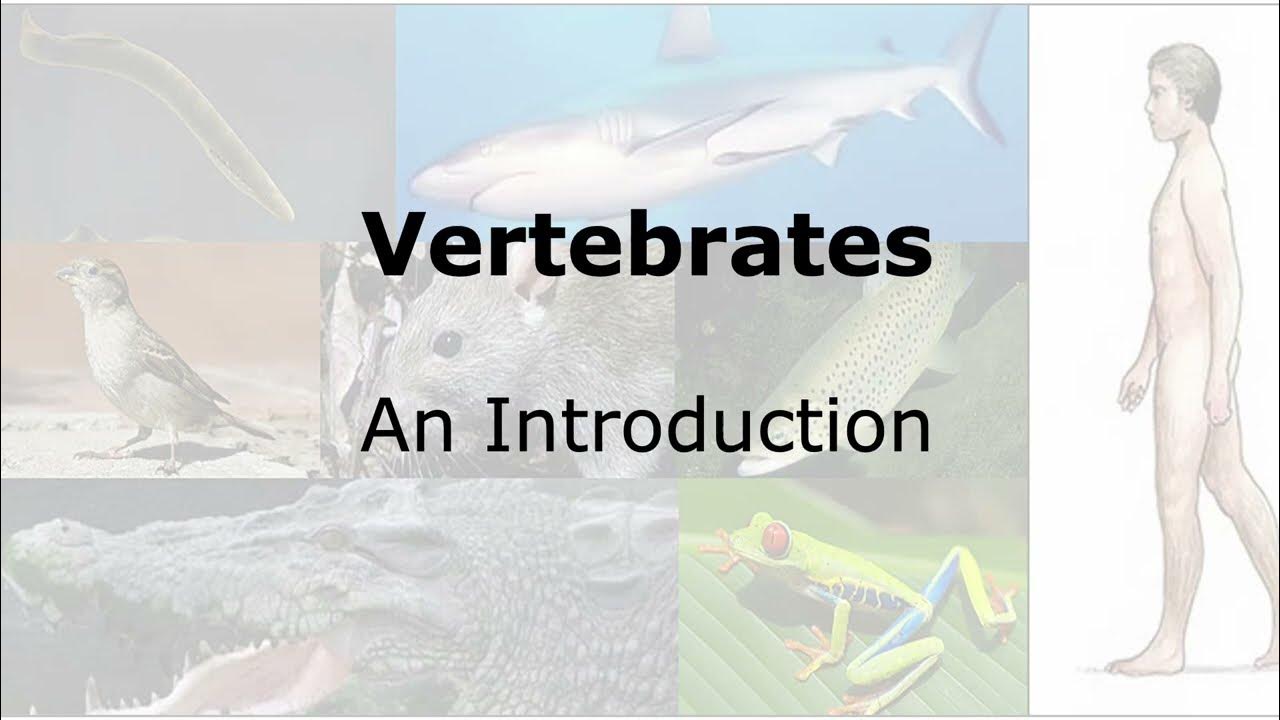 Introduction to Vertebrates - YouTube