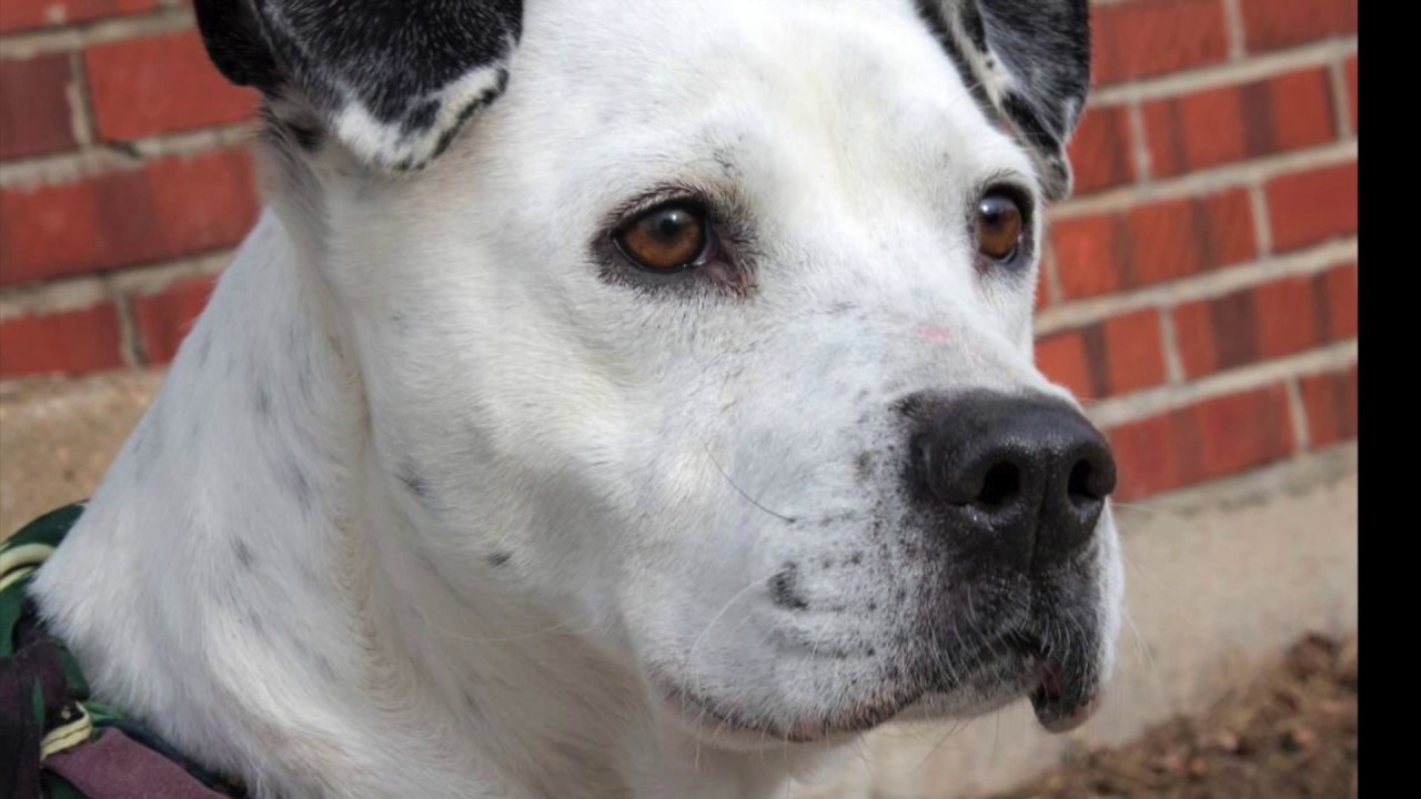 Buffo for Adoption at Ruff House Rescue NY - YouTube