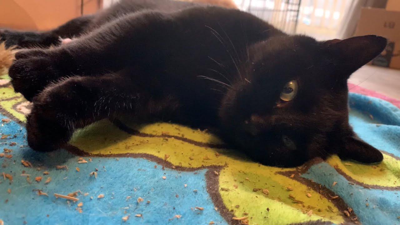 Lil Cat Looks Silly - YouTube