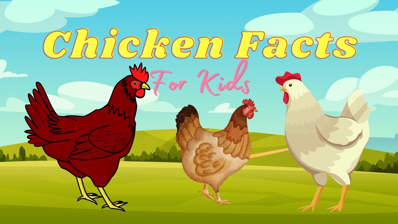 Chicken Facts For Kids. Chicken Facts For Kindergarten In English ...