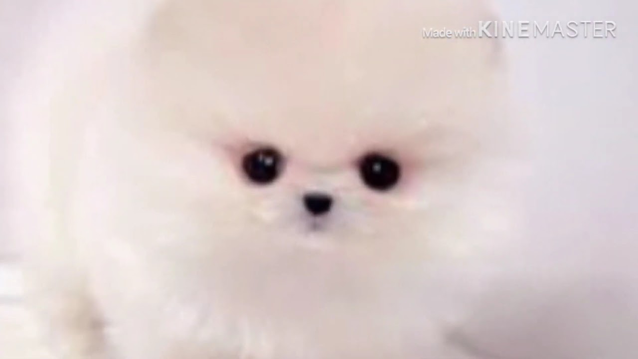 Cuteness overload - YouTube