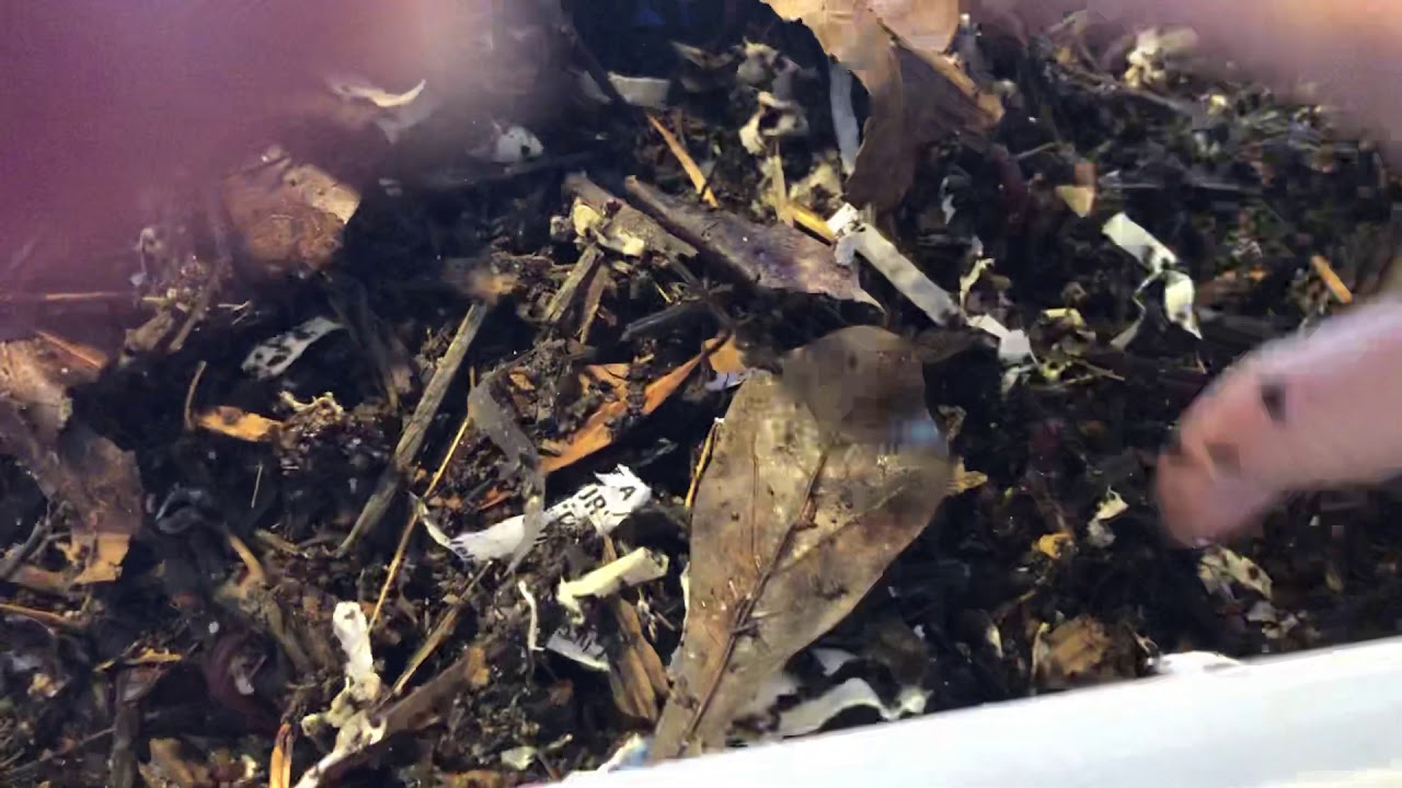 Worms in Winter - African Nightcrawlers and Red Wigglers - YouTube