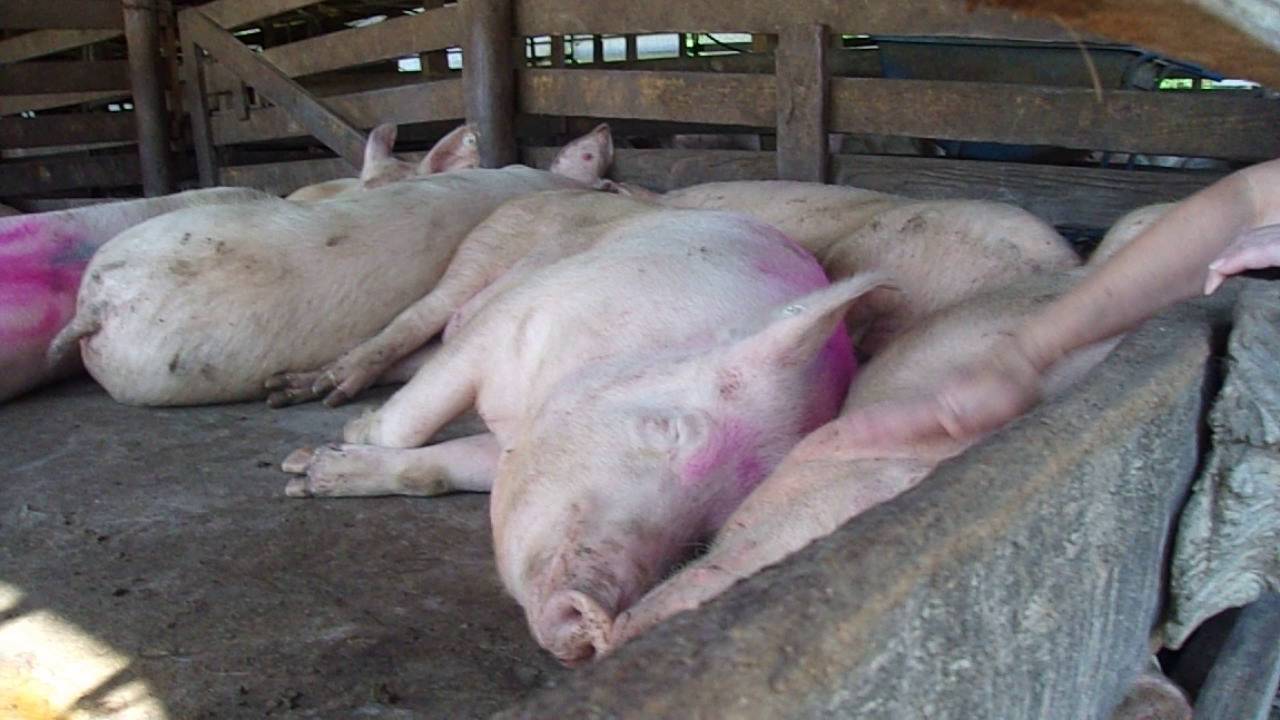 Holding Pen in NC before slaughter - YouTube