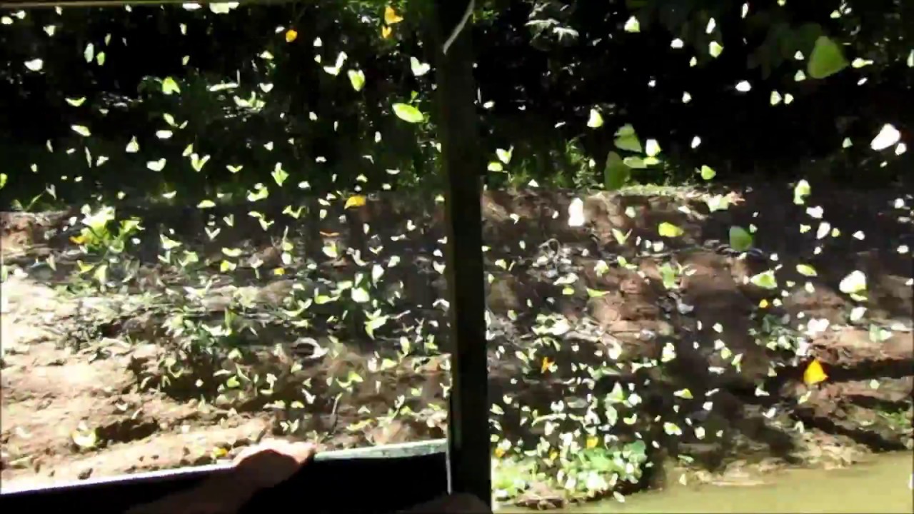HUNDREDS of Butterflies! Wildlife spectacle.. Amazon Rainforest. Peru ...